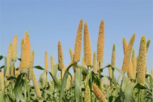 Welcome to the Namibian Agronomic Board (NAB)