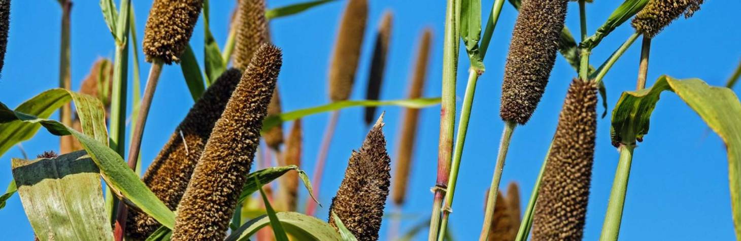 Welcome to the Namibian Agronomic Board (NAB)